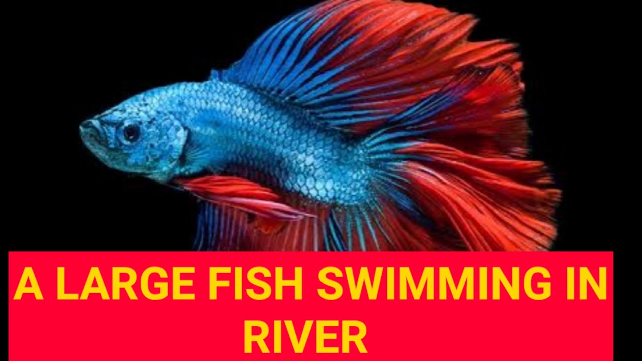 A Large Fish Swimming In River ## short#video # - YouTube