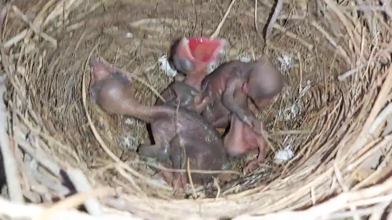 House Crow Corvus splendens New Born Chicks In The Nest - YouTube