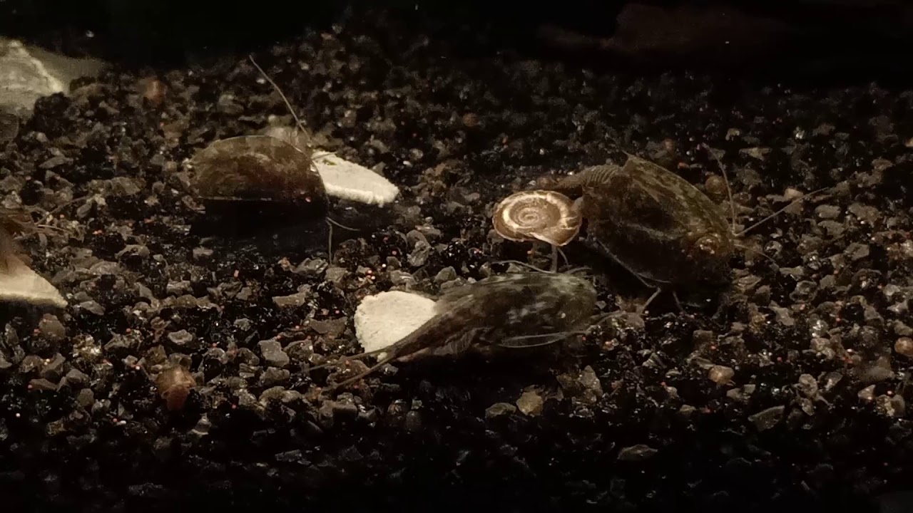 Triops | C. Mauritanicus Update and another accepted food source! - YouTube