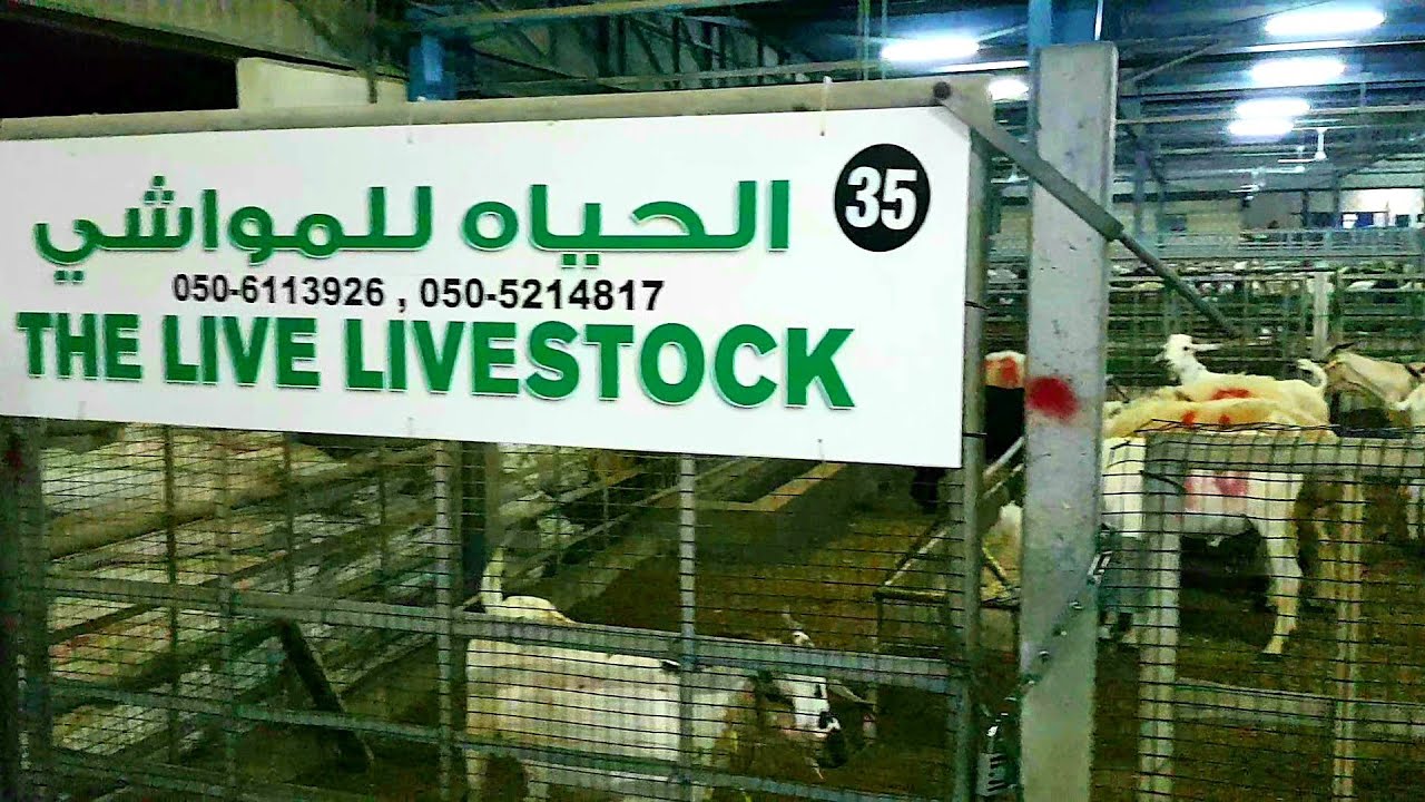 ABUDHABI AUTOMATED SLAUGHTERHOUSE - YouTube