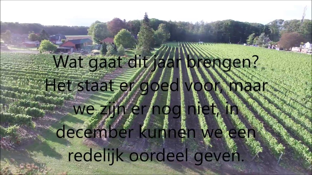 Open dagen 22 en 23 sept 2018 - Goud Pinotin Barrique - Wijngaard ...
