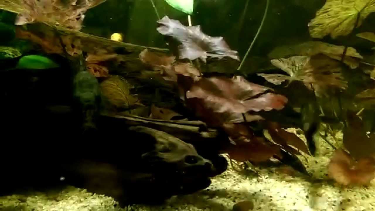Low-tech, west African aquarium , Congo river fish. 450l 200x50x45cm ...