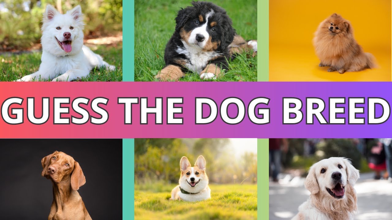 Can You Guess The Dog Breed By Their Picture | Dog Quiz - YouTube