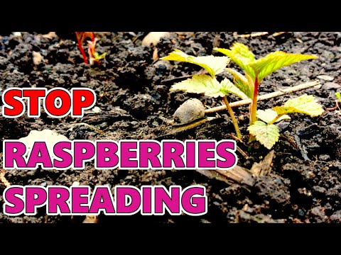 How To Get Rid Of Wild Raspberry Plants
