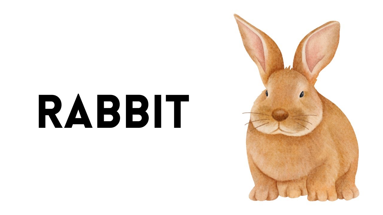 drowing step by step beautiful rabbit for kid - YouTube