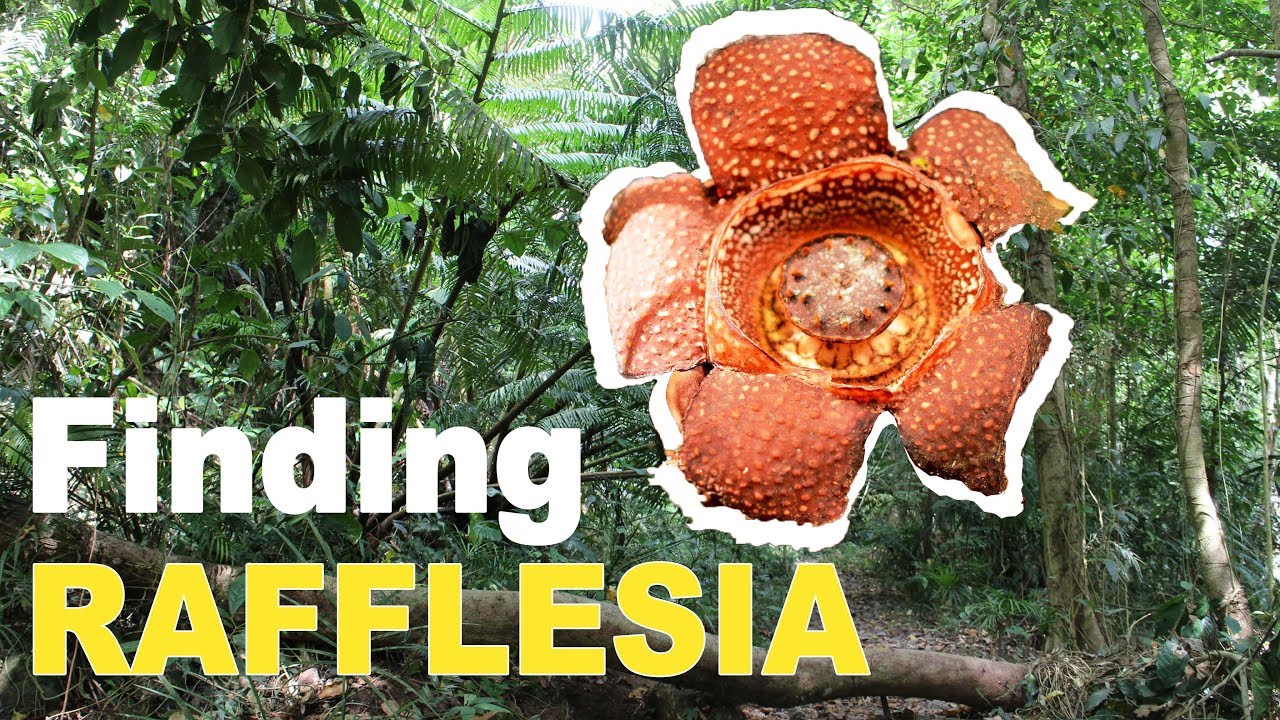 Finding the Rafflesia - YouTube