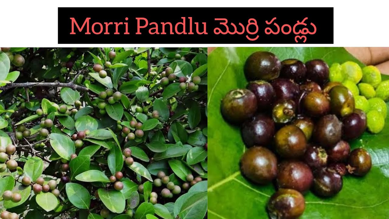 Morri Pandlu | మొర్రి పండ్లు | Chironji Dry fruits | Summer special ...