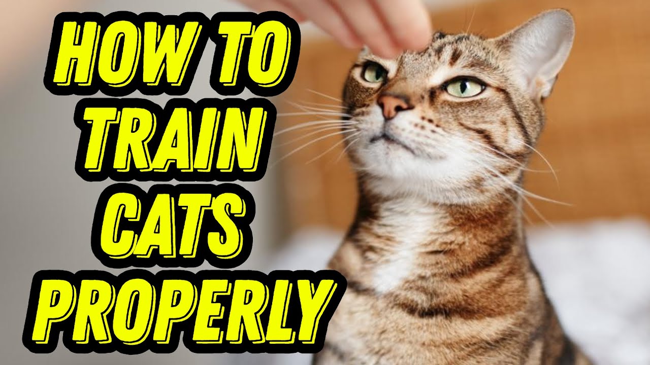 How to Train Cats Properly - YouTube
