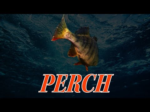 S.I.B Fishing for Specimen Perch | Our OBSESSION continues for that 3lb ...