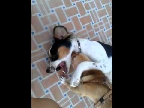 Perros xD - YouTube