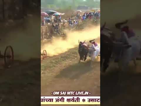 MP KING SHERA 🐂#शंकरपट #shorts #shortvideo - YouTube