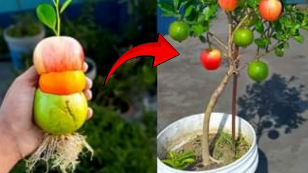 How to Grow 3 Different Fruits on One Tree: A Simple Grafting Guide ...