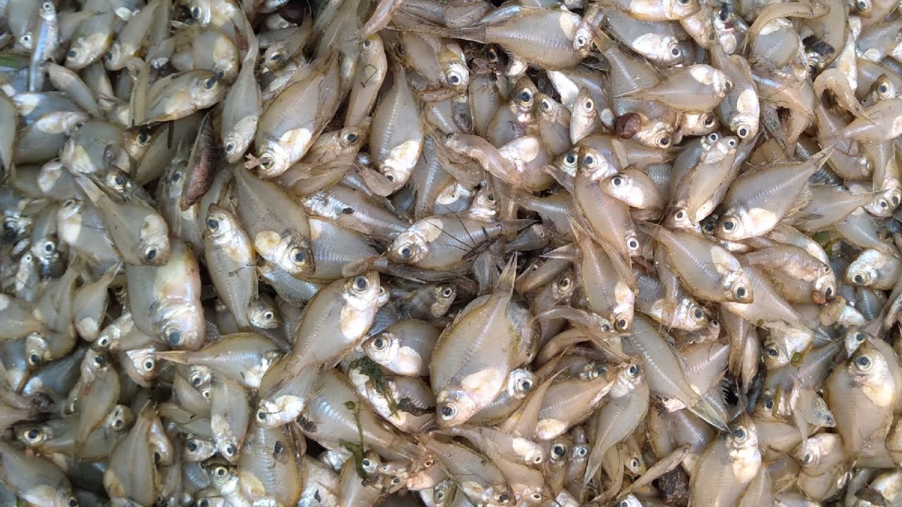 Amazing Fresh Fish Market | Big Fish Market In Dhaka Bangladesh - YouTube