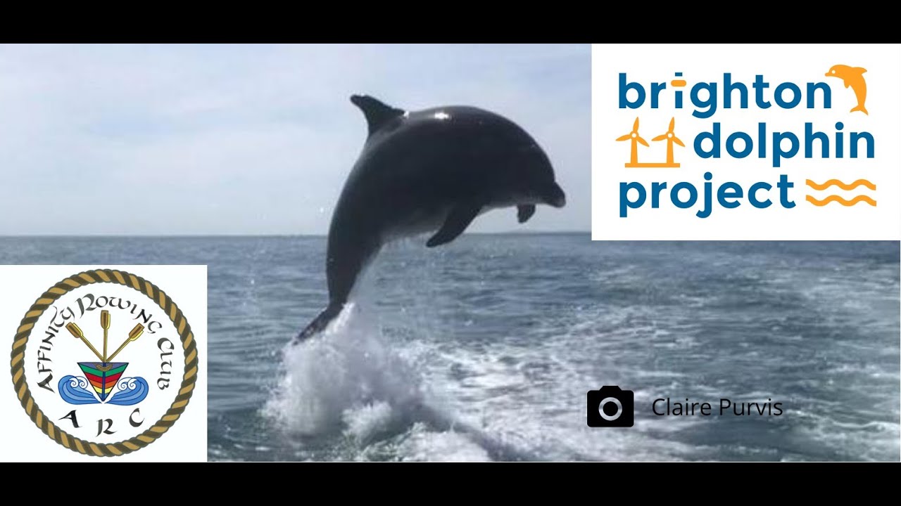 Brighton Dolphin Project Virtual Talk SD 480p - YouTube