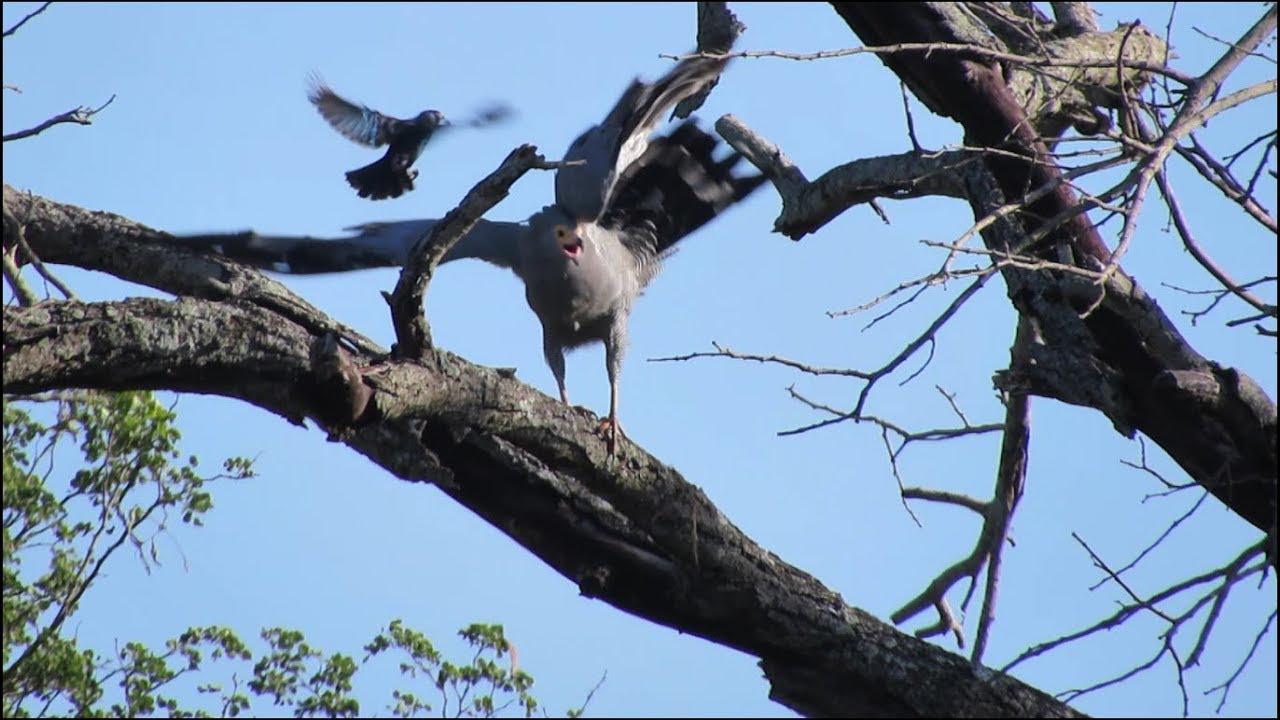 Harrier Hawk Eats Squirrel While Being Mobbed By Drongos - YouTube