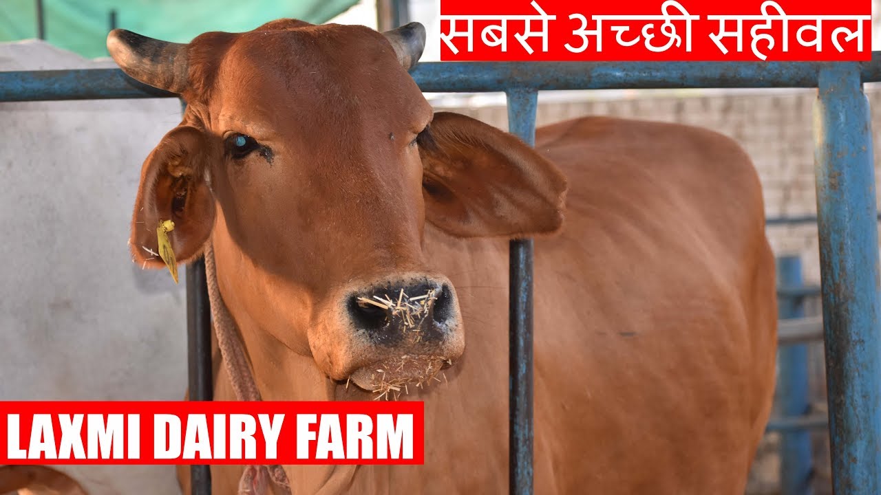 Laxmi Dairy Farm of Punjab | Best Sahiwal cow in India - YouTube