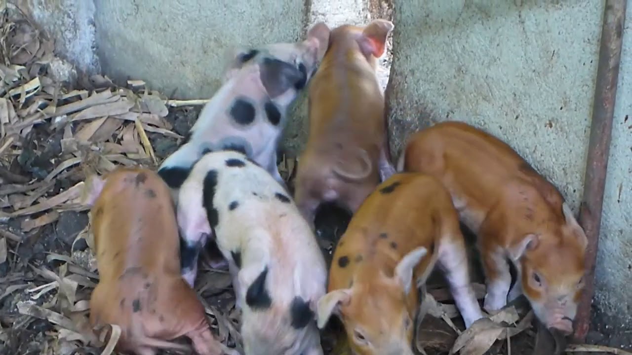 Piglets in Creep Space and Using the Escape Hatch - YouTube