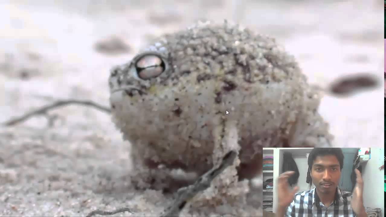 Angry Squeaking Frog Video Review - YouTube