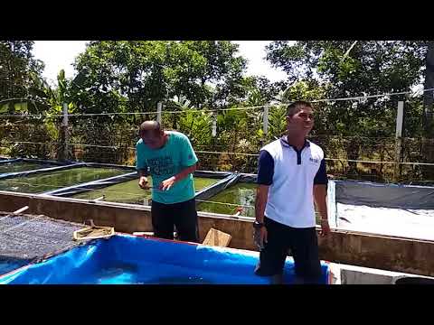 CATFISH ready for SPAWNING and BREEDING in tarpaulin ponds - YouTube