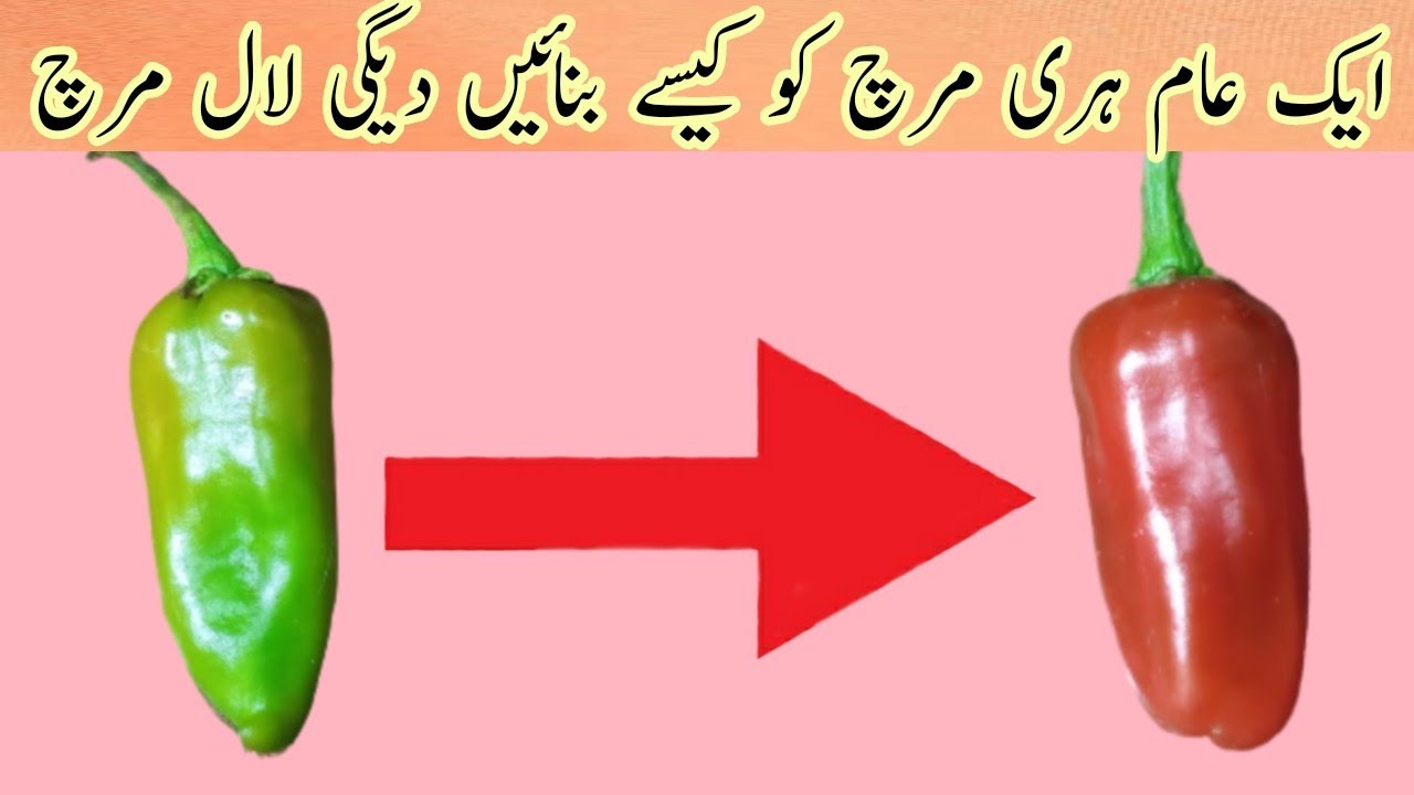 how to convert green chillies to degi laal mirch | degi masala | green ...