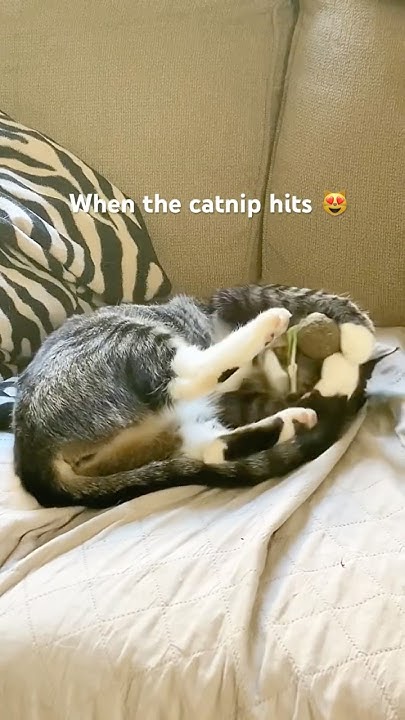 When the catnip hits…and then hits too hard! - YouTube