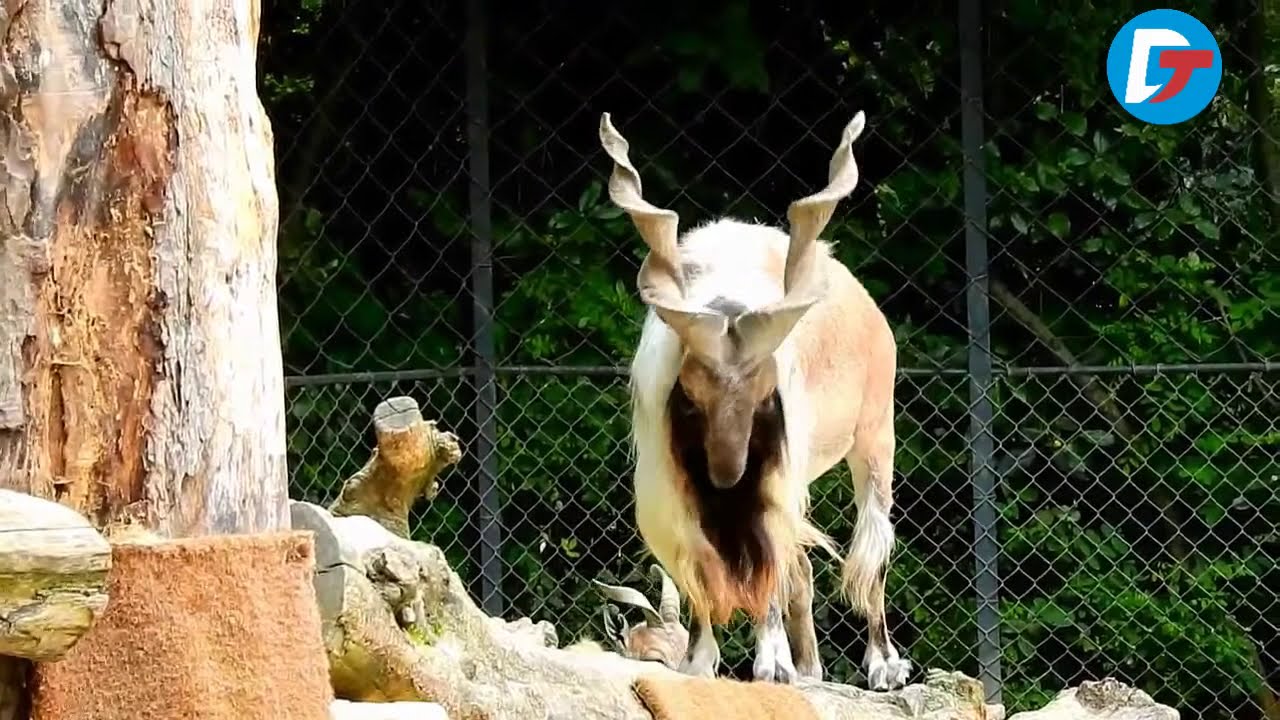Markhor The National Animal of Pakistan - YouTube