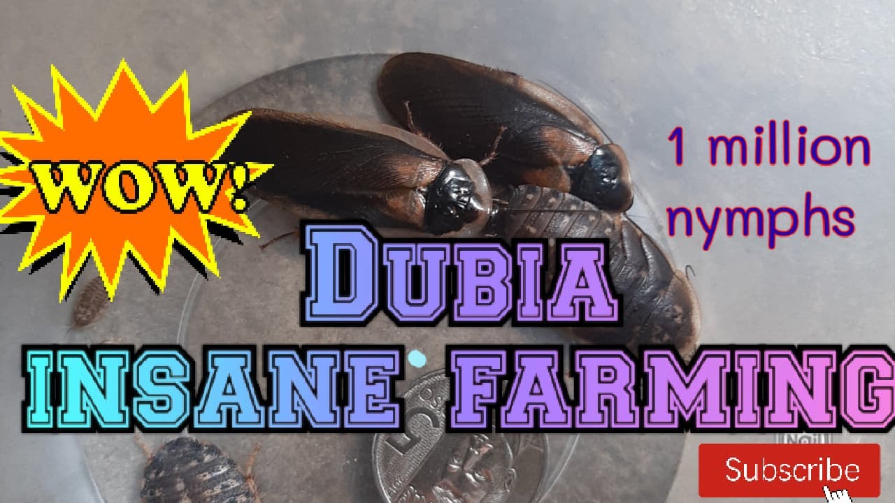 Dubia roach insane farming Philippines - YouTube