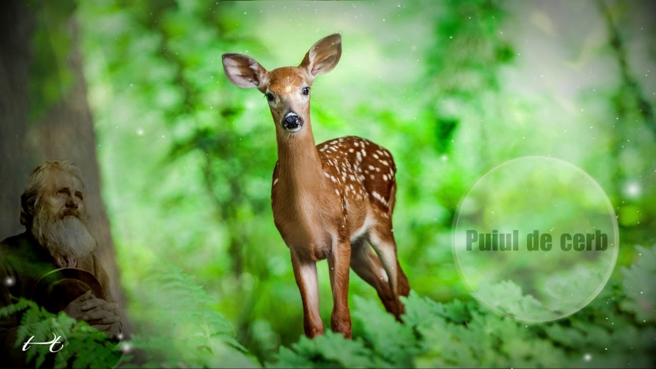 Radu Cimpoi - Puiul de cerb ️ - YouTube