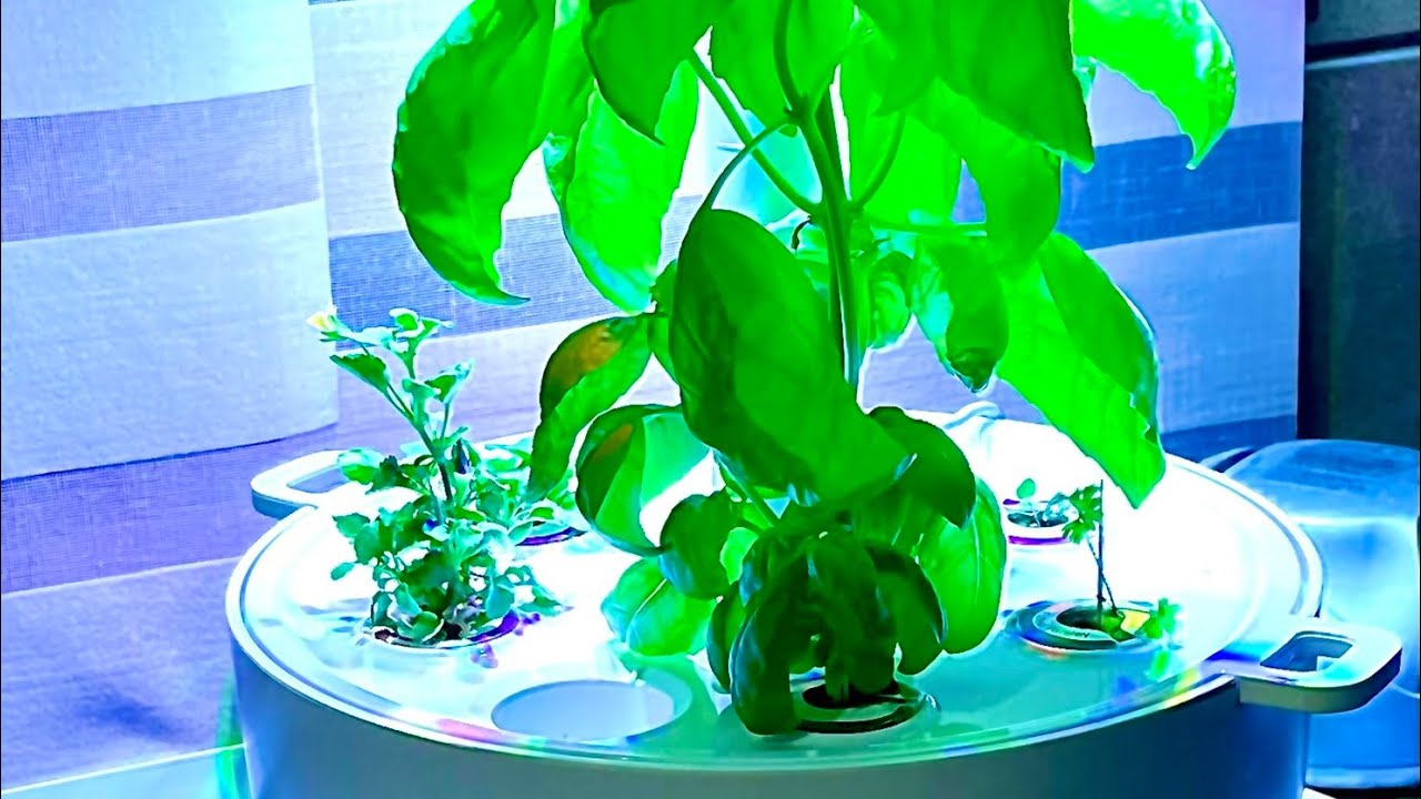 HUERTO Masterchef PARTE 3 / GARDEN OF SPICES FOR KITCHEN PART 3 - YouTube