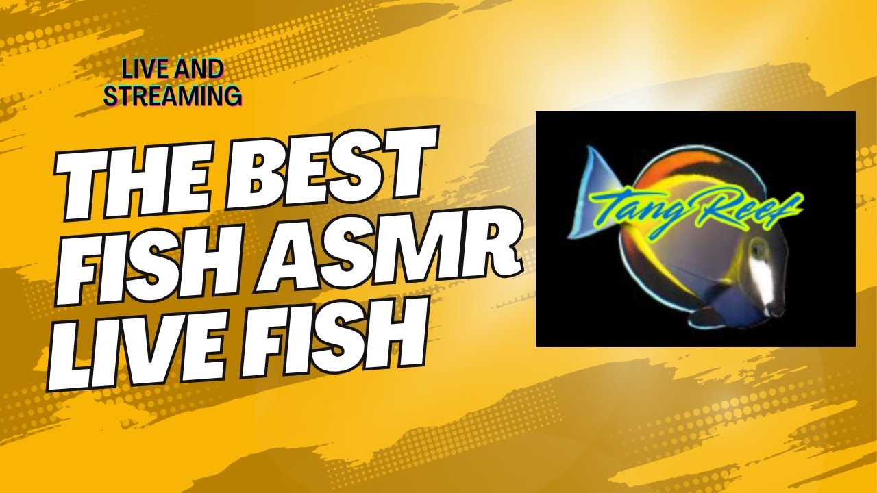 Episode 2 Saltwater reef swimming live fish having fun! live, stream ...