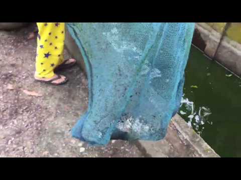 [vlog] menangkap ikan, bakar ikan, makan ikan bareng di ladang😂