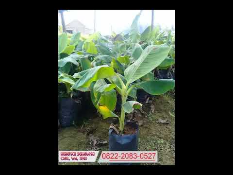 Call 0822-2083-0527 (Tsel) Bibit Pisang Raja Di Jogja, Bibit Pisang ...