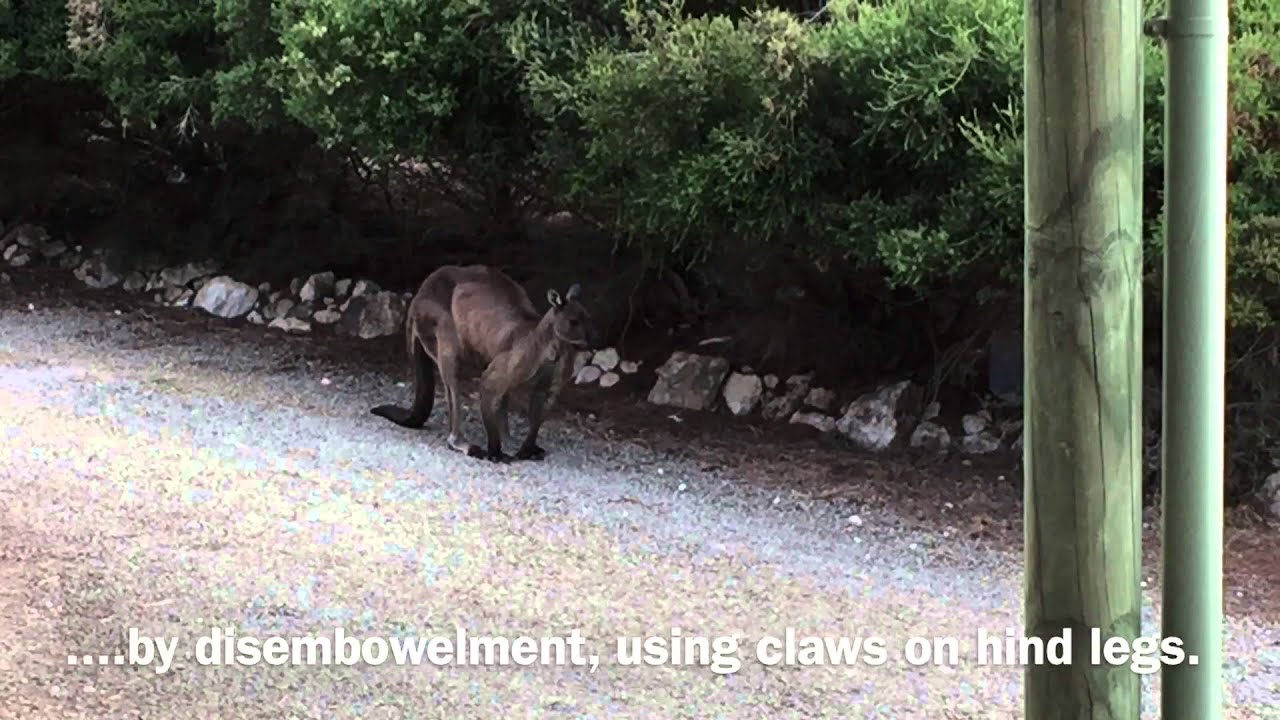 Angry Kangaroos - YouTube