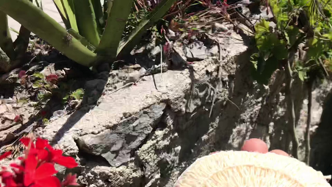 Cómo se elabora el IXTLE? - YouTube