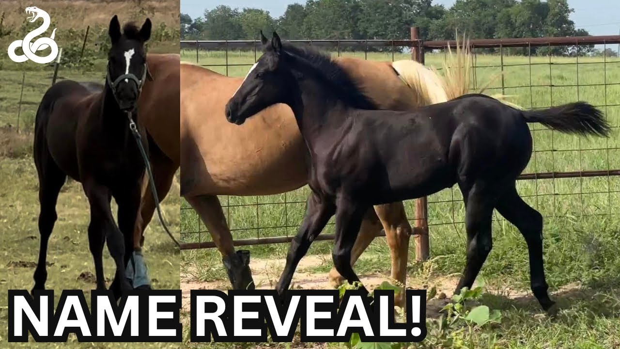 Colt Name Reveal! - YouTube