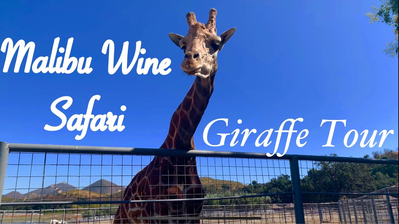 Malibu Wine Safari: Giraffe Tour!!! - YouTube