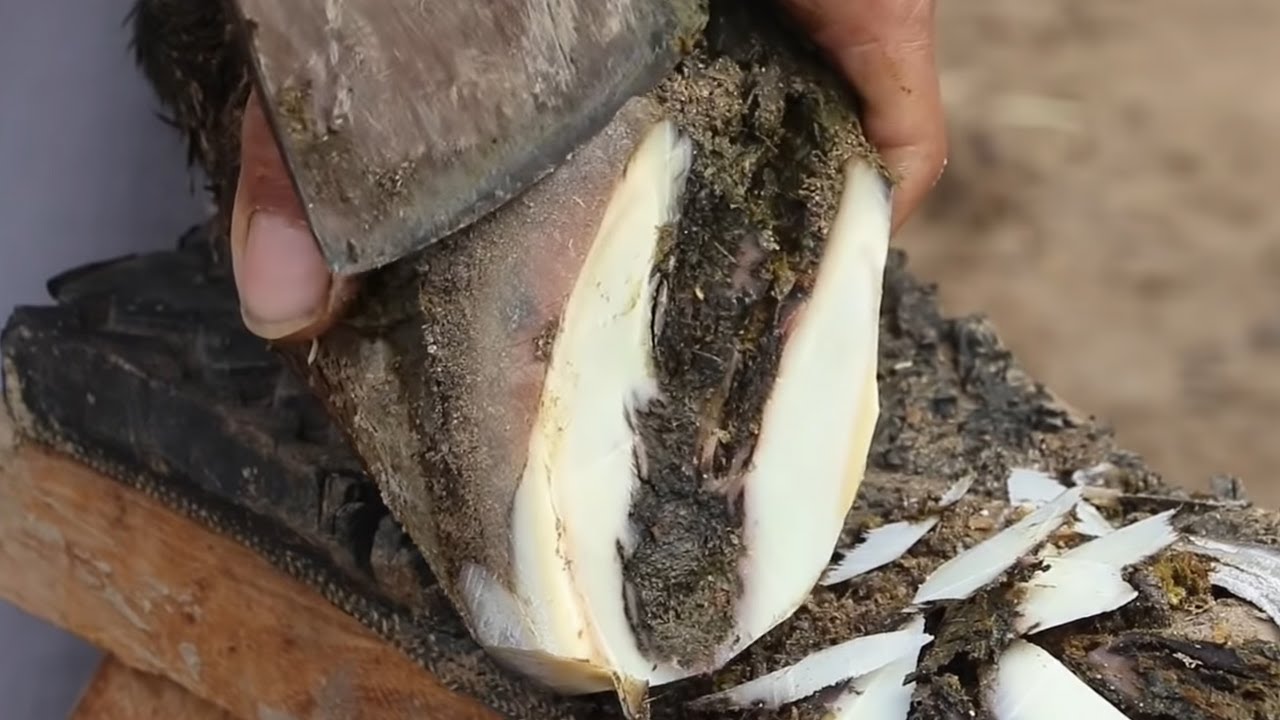 𝐇𝐨𝐨𝐟 𝐓𝐫𝐢𝐦𝐦𝐢𝐧𝐠 𝐂𝐨𝐦𝐩𝐢𝐥𝐚𝐭𝐢𝐨𝐧 - YouTube