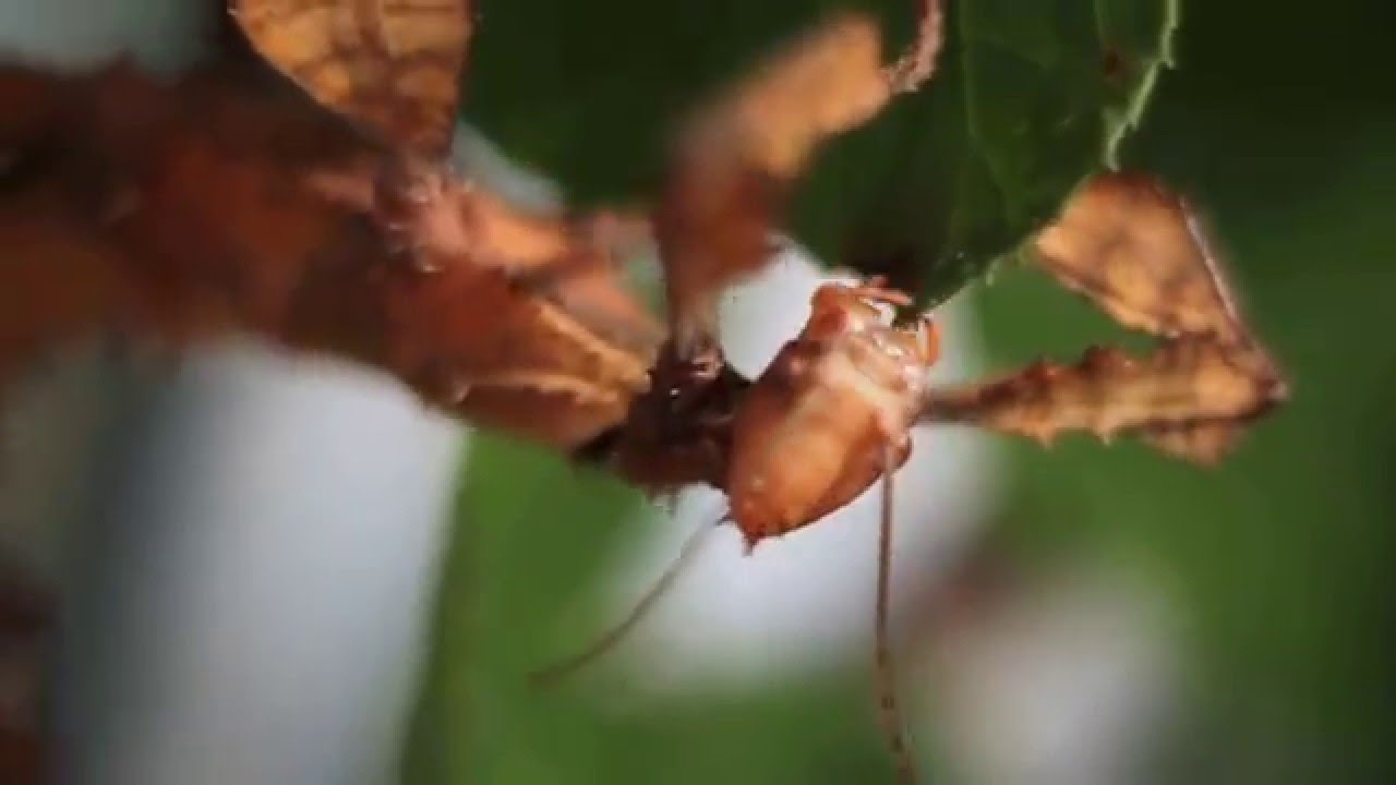 Straszyk australijski (Extatosoma tiaratum) - YouTube