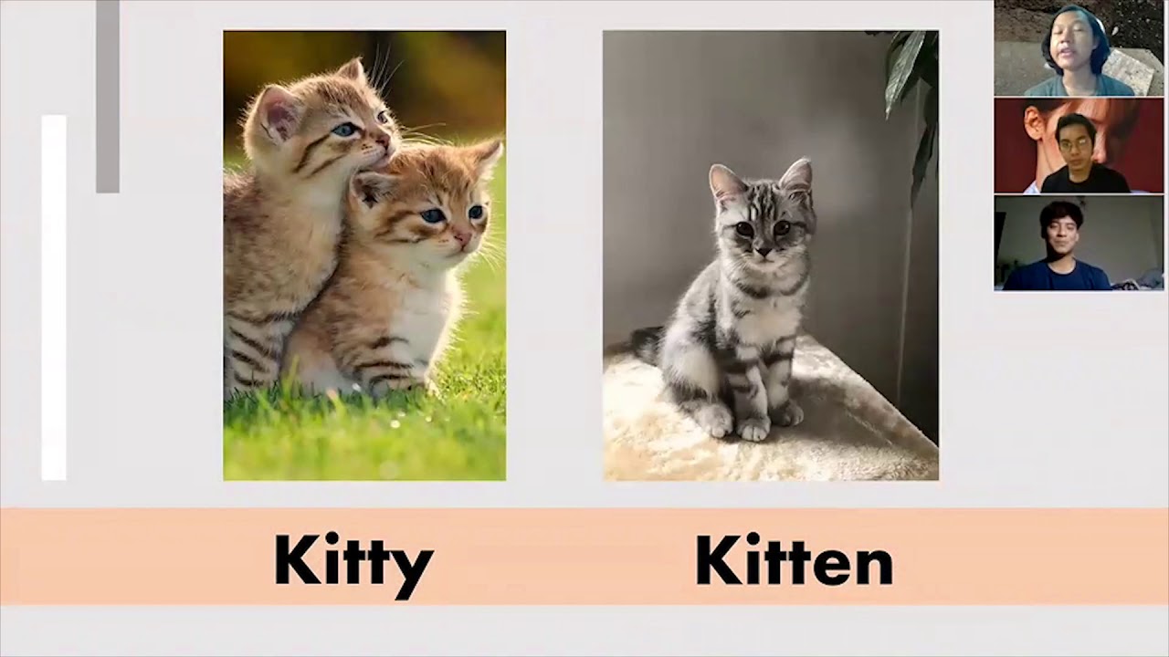 Cat presentation - YouTube
