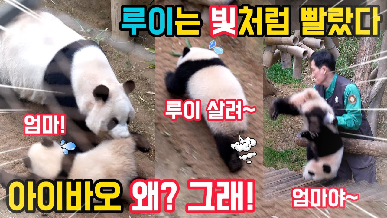 아이바오 왜 그래 엄마 아여사가 루이바오를 마구 끌고 다녀요😱루이바오는 빛처럼 쏜살같이 도망가는데😍러바오의 고민과 그리움🐼아이바오루이바오후이바오러바오푸바오