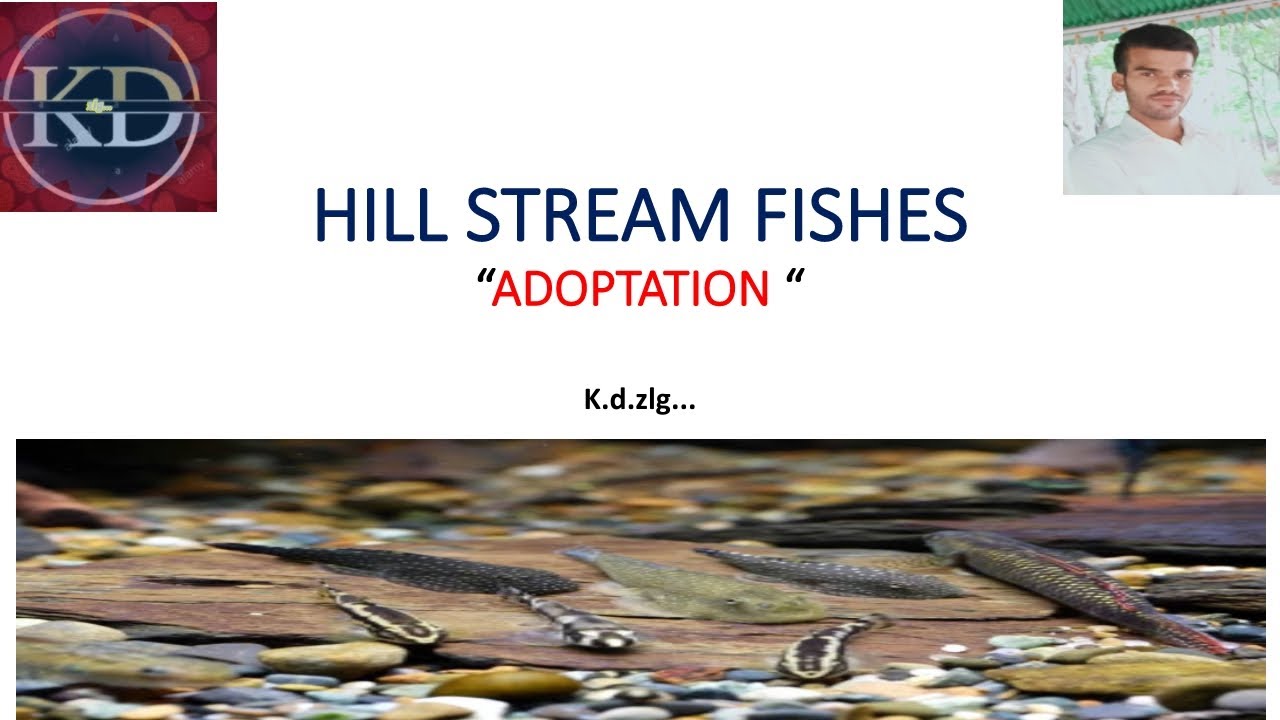 Hill stream fishes ..###Adaptation of Hill stream fishes... - YouTube