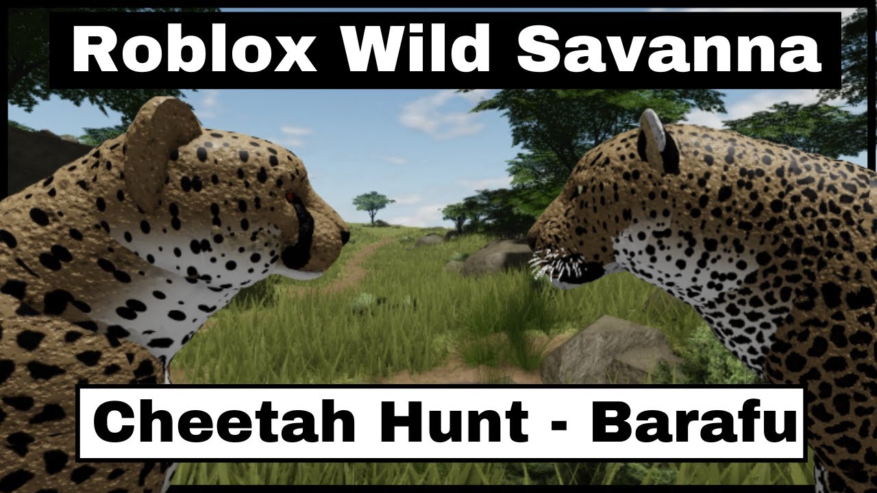 Roblox Wild Savanna - Cheetah vs Leopard Hunt - Battle for prey - YouTube