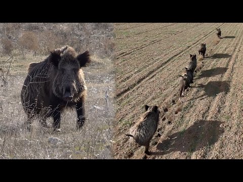 NON-STOP ACTION! Awesome BOAR Hunts, EXCITING Chase, UNBELIEVABLE Drone Scenes!