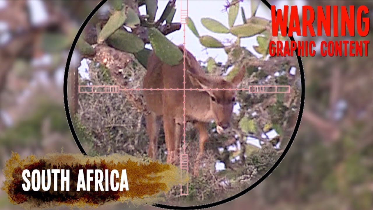 Kudu Cow Hunting with a 45 Airgun! - YouTube