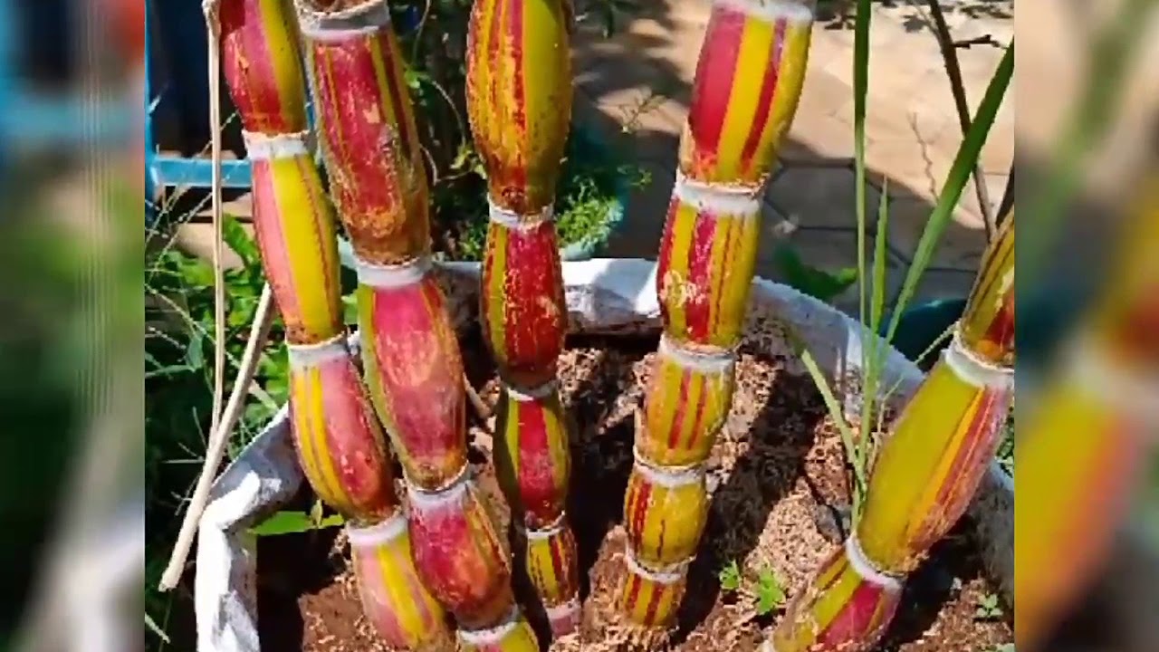 10.SEPULUH MANFAAT SARI BUAH TEBU BAGI KESEHATAN. - YouTube