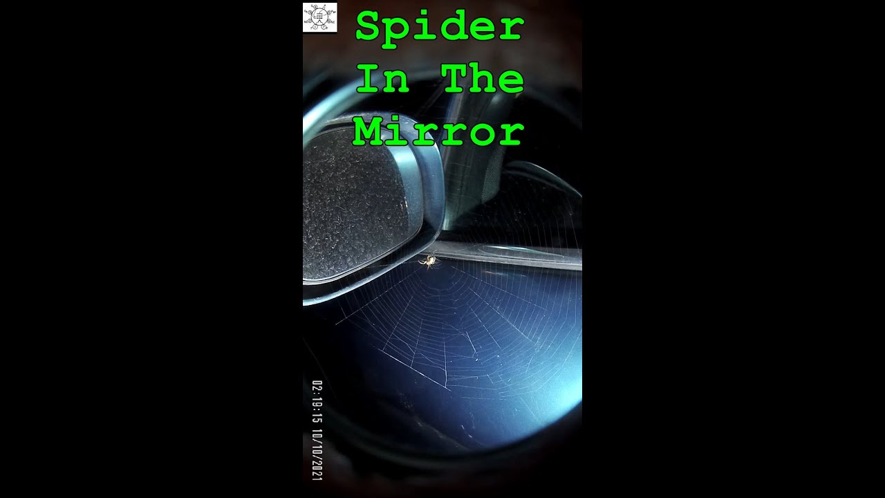 Spider In The Mirror - YouTube