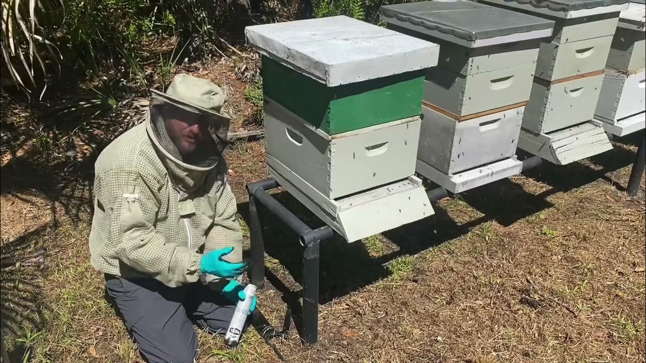 Prevent your beehives from getting ants. - YouTube