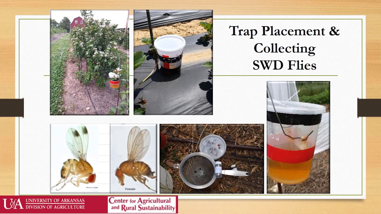 #5 Spotted Wing Drosophila (SWD) & Broad mite Control, Donn Johnson ...