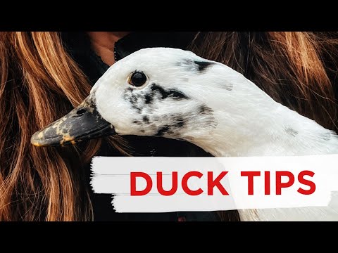 Duck Keeping Tips & Tricks - YouTube