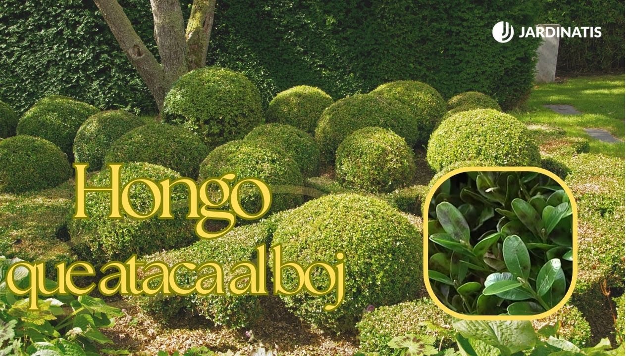 Cómo combatir el hongo que ataca al boj ¿Conoces sus consecuencias ...